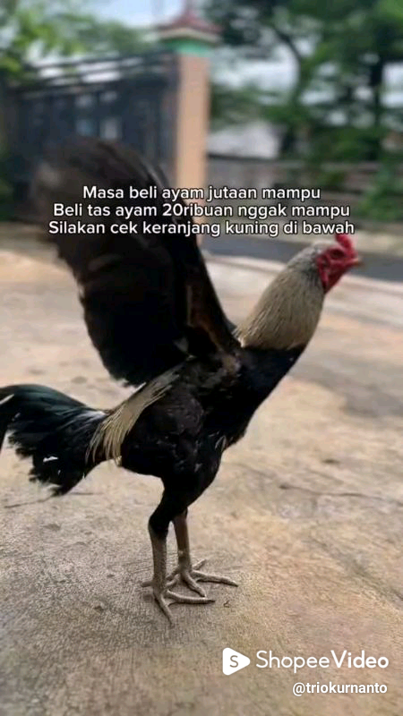 beli ayam mahal tpi beli kiso sulit🤭 | Shopee Video Indonesia